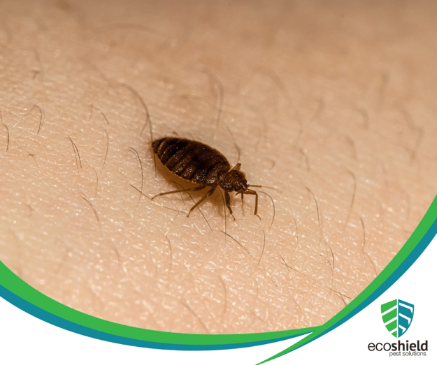 Your Complete Guide to Bed Bugs & Beyond!